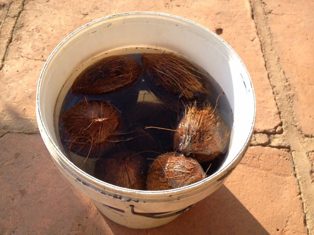 A fazenda Agro-Mbaca: Como plantar semente de Coco