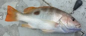 Jenahak, ikan merah, terubuk dan tilapia