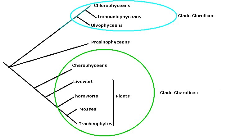 UNC - BIOLOGIA: Diversidad Vegetal 2