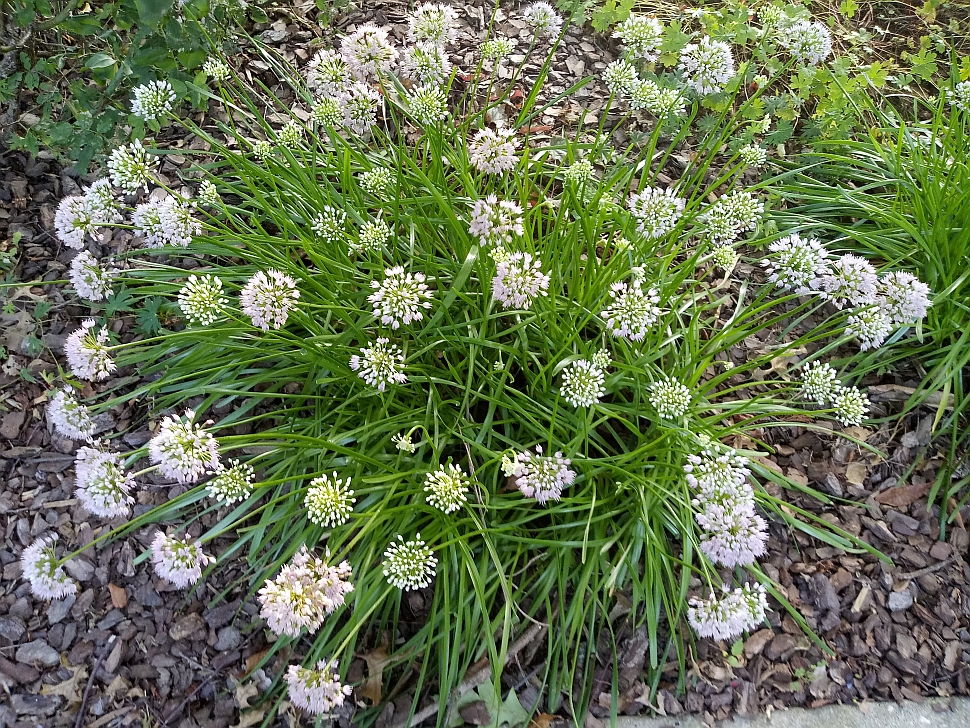 Future Plants by Randy Stewart: Allium