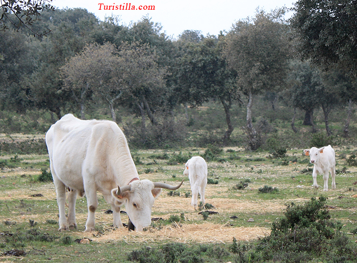 Turistilla.com: Turismo sostenible con Global Nature en la Dehesa El Baldío