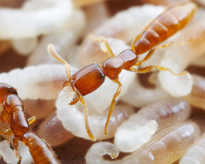 Perlakuan Unik dan Aneh Induk Hewan Pada Anaknya