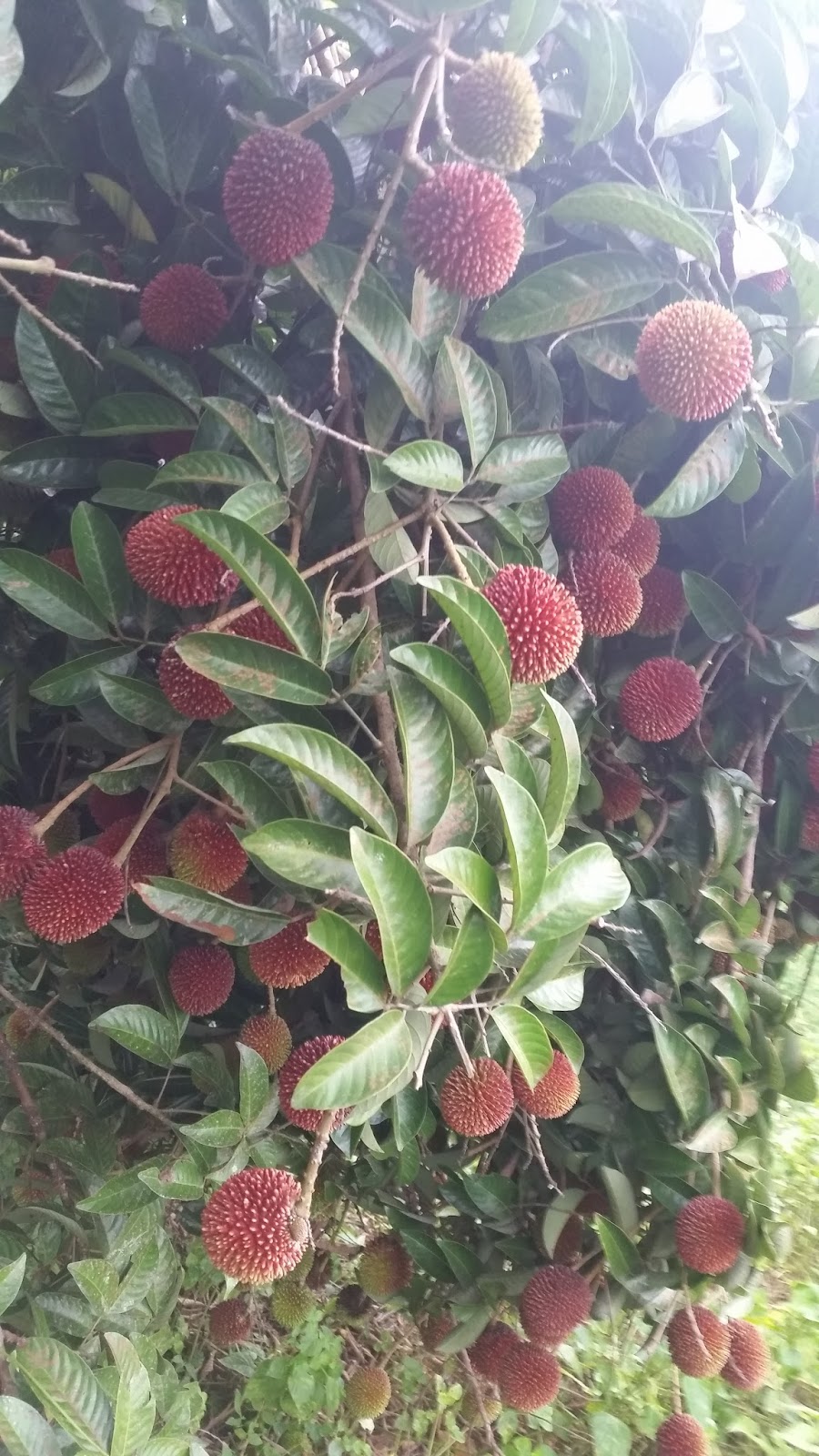 Warisan Petani: Buah Pulasan.