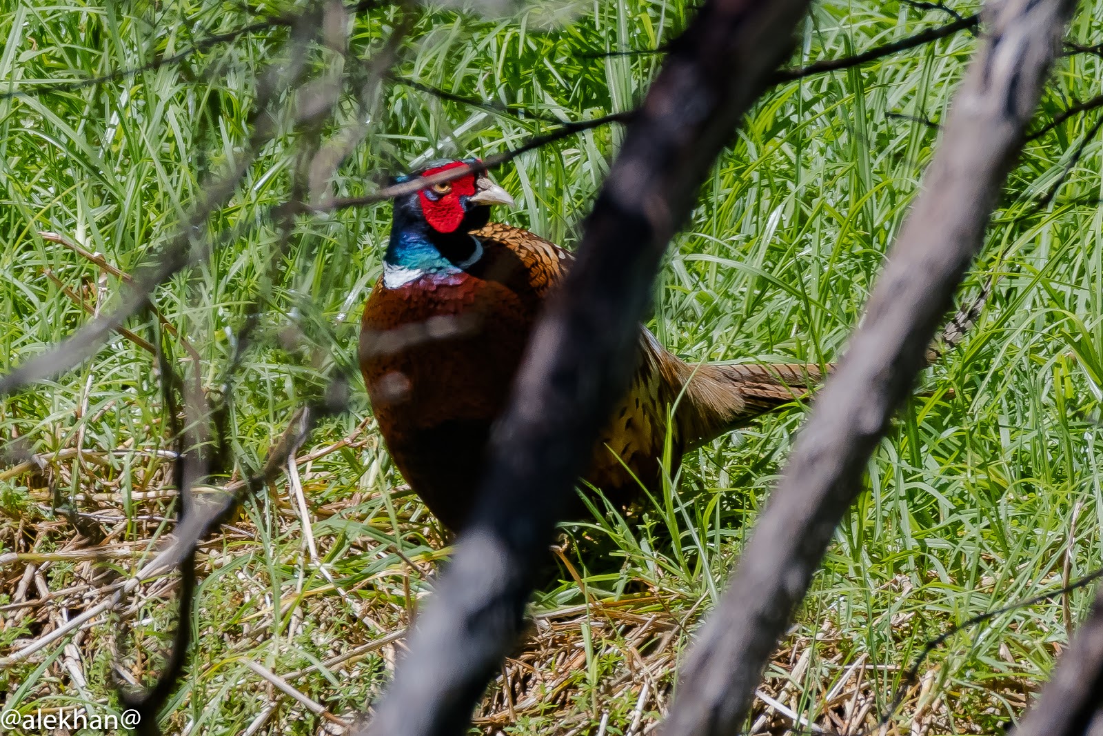 Pájaros, Pajarracos