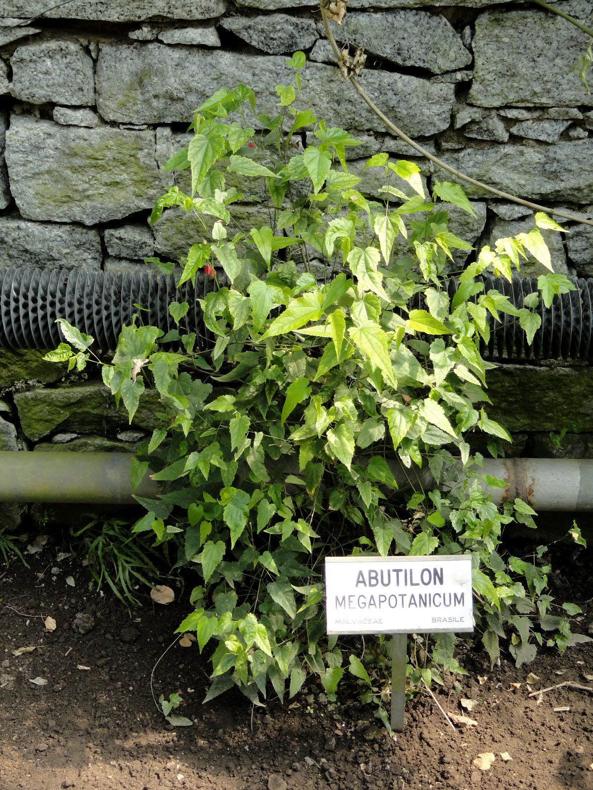 Plantas e Flores: Abutilon - Lanterna chinesa