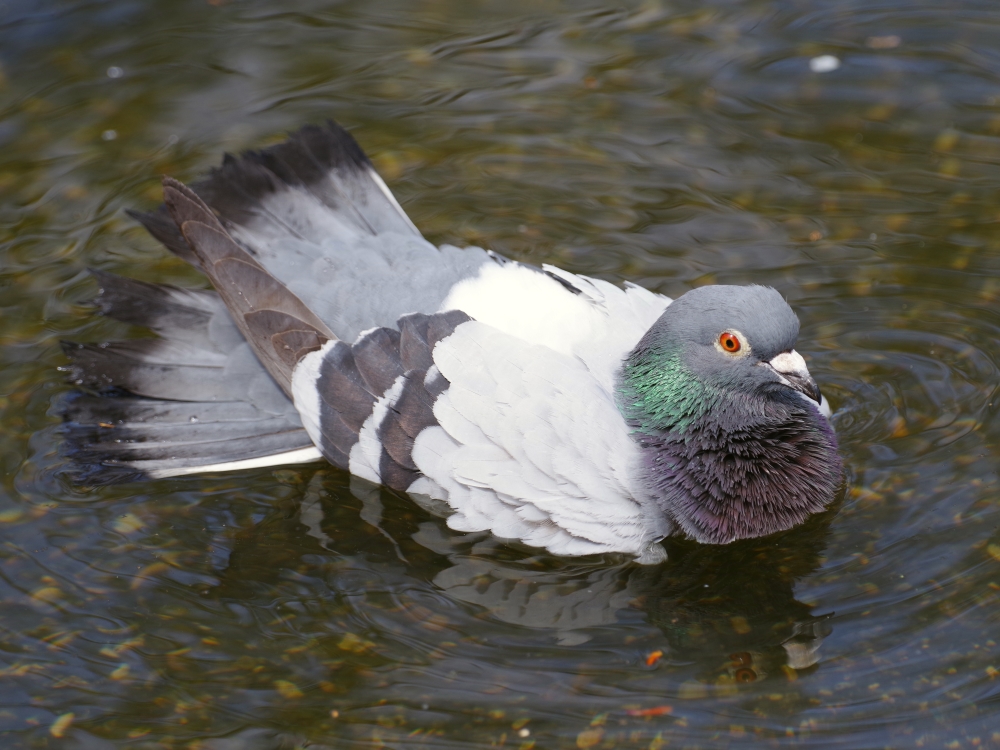GC7Z9M5 Critters (Unknown Cache) in Wisconsin, United States created by ...