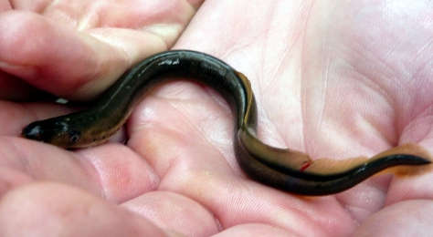 O tym, jak spotkać minoga w Polsce ~ Naturalnie