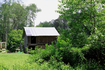 Reflections of katlupe: My Forest Homestead In Summer