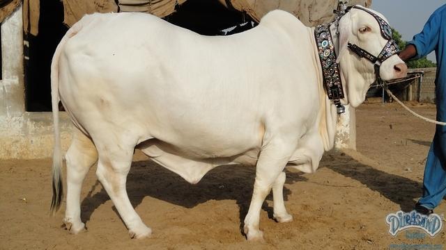 my animals: some amir dilpasand cattle bulls