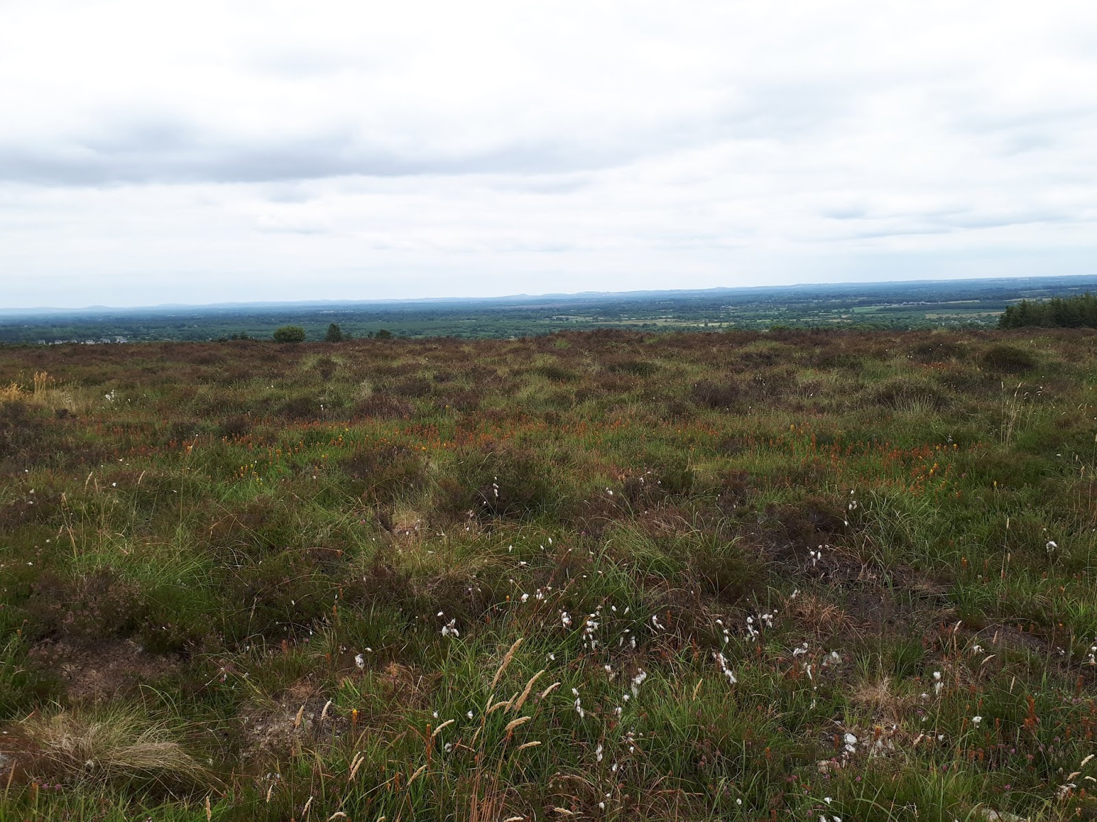 A Garden Under Brí Leith: Brí Leith