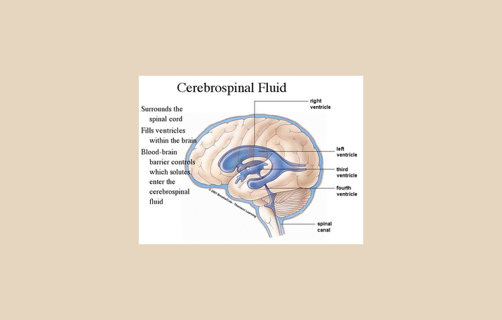 Cairan Serebrospinal (CSS) : Pengertian, Fungsi, Pembentukan - cekrisna