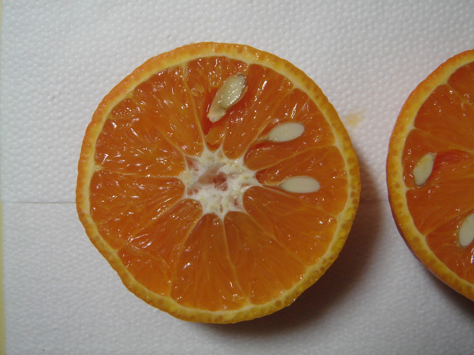 BLOG CLOROFILA: Fruto: Hesperidio.