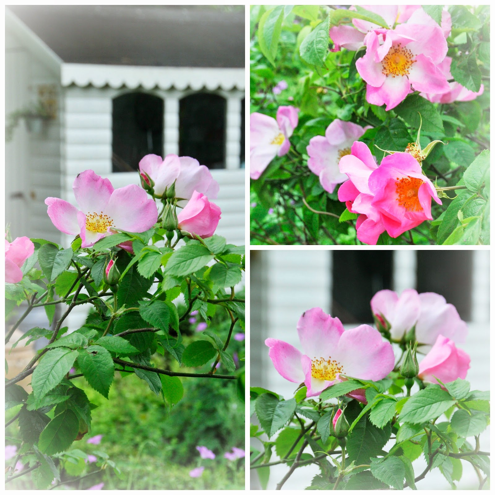 Helen Philipps: Summer Flowers and Sewing Notions