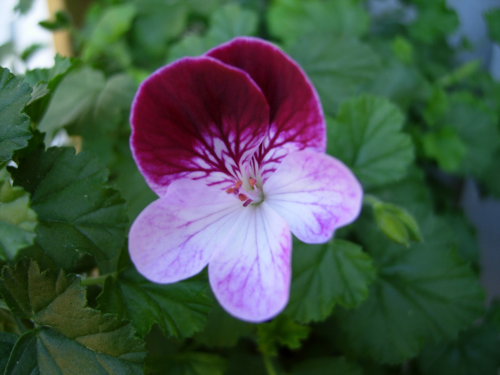 Pelargonernas Rike: Pelargoner!