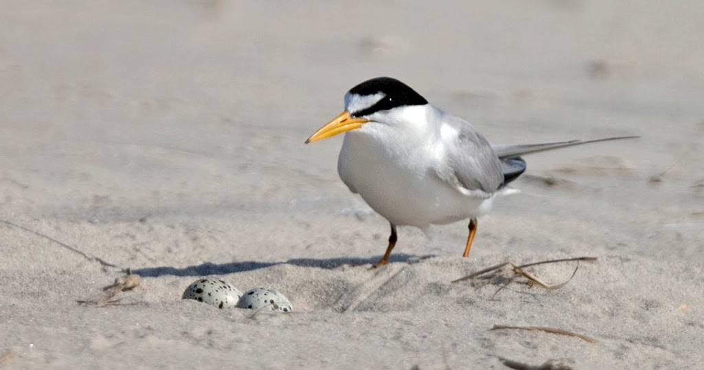 The City Birder: Friday's Foto