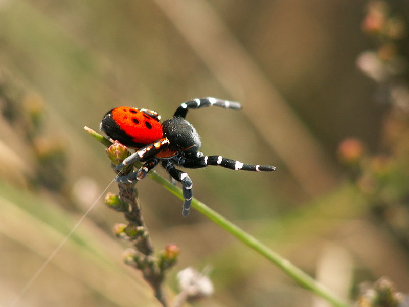 Musings of a Biologist and Dog Lover: Interesting Animals: Ladybird Spider
