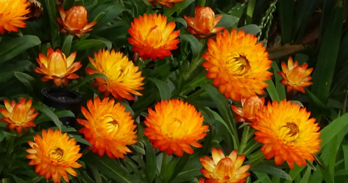 MAP: EVERLASTING DAISIES