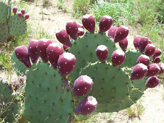 Nopal cactus plant