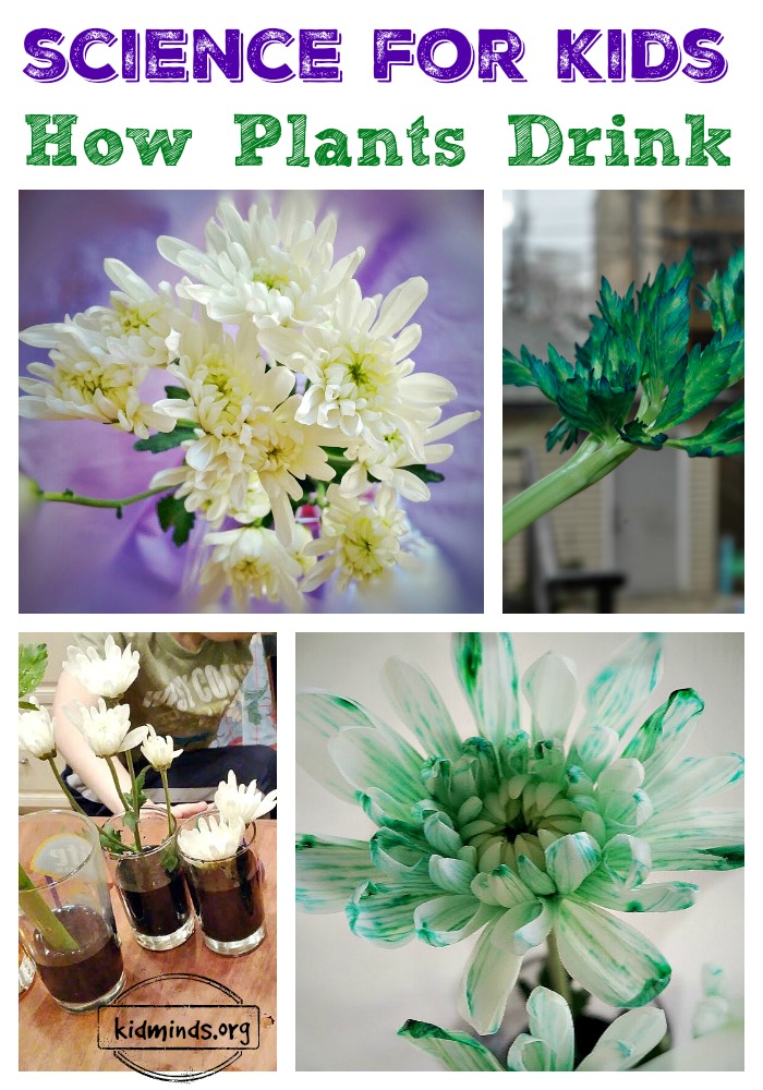 How Plants Drink: Tinted Flowers and Celery for Kids | KidMinds