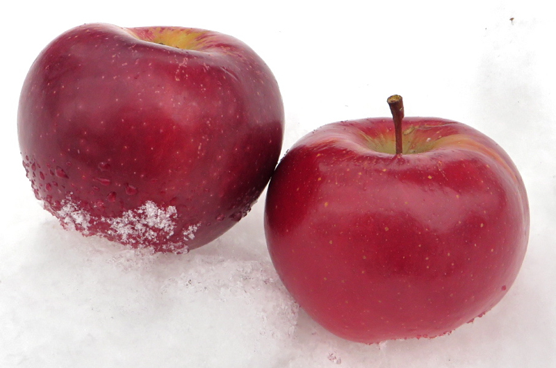 Macoun vs. Rubyfrost smackdown - Adam's Apples