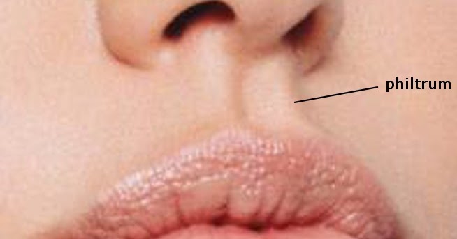 "S" obéit et "R" agit: Philtrum