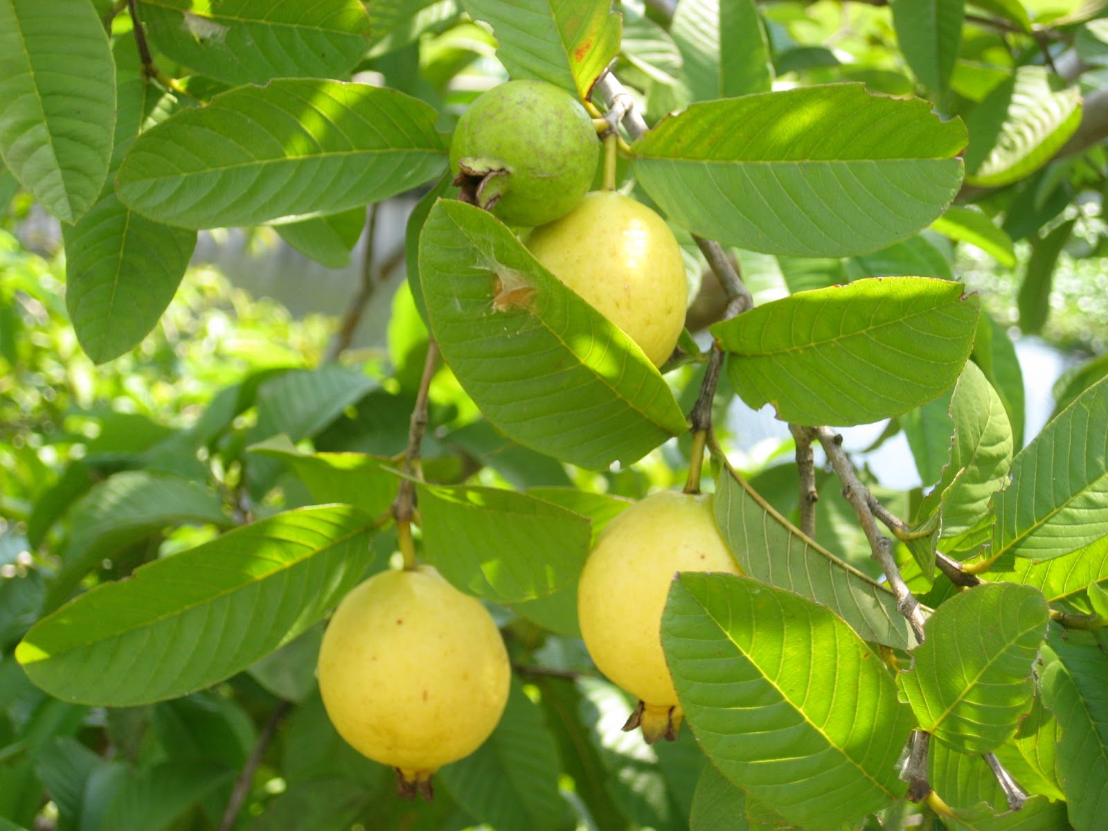 The Exotic Guava Tree for Your Vitamin C Needs