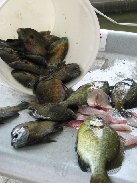 Snug Harbor Bay: Kentucky Dam Tour