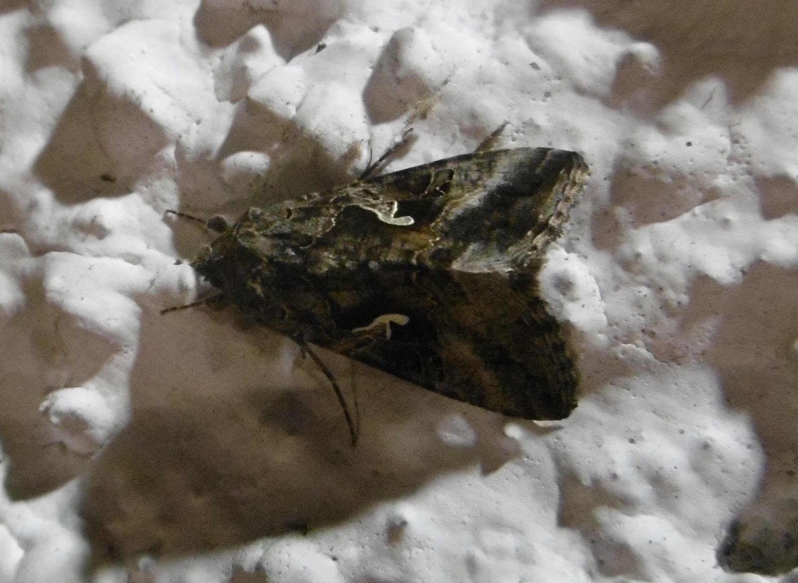 Martin's Moths: Holiday moths