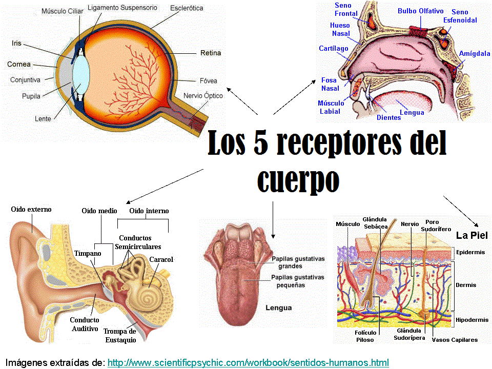 Bioconsultas