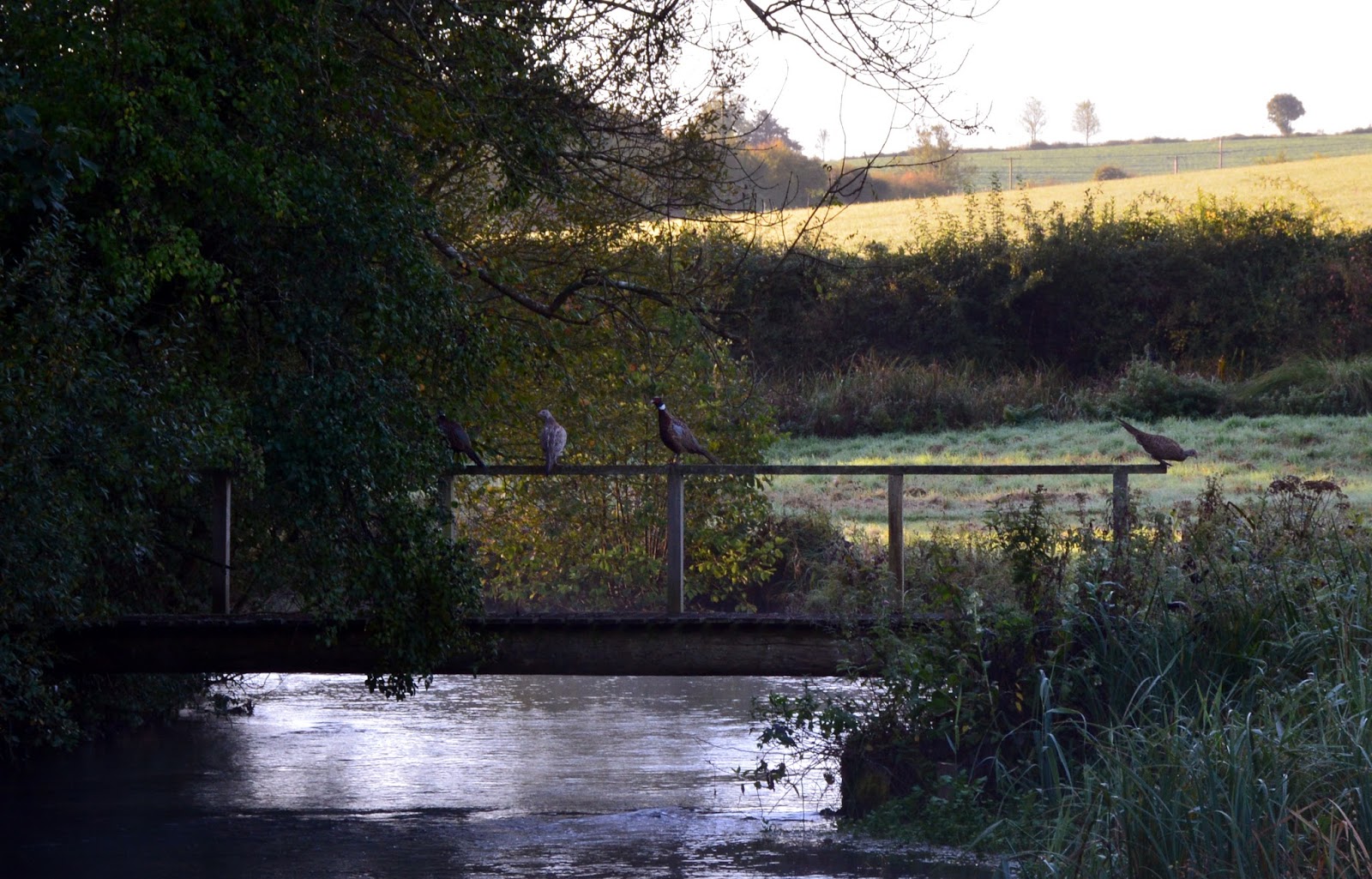 Diary of a Riverkeeper on the River Test, Hampshire: Careful Corvids ...