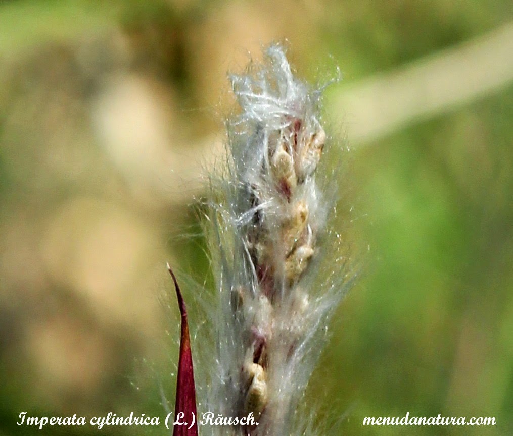 Menuda Natura: Imperata cylindrica (L.) Räusch.
