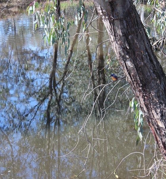 Kath Fries Studio: Bird life in the Wonga Wetlands