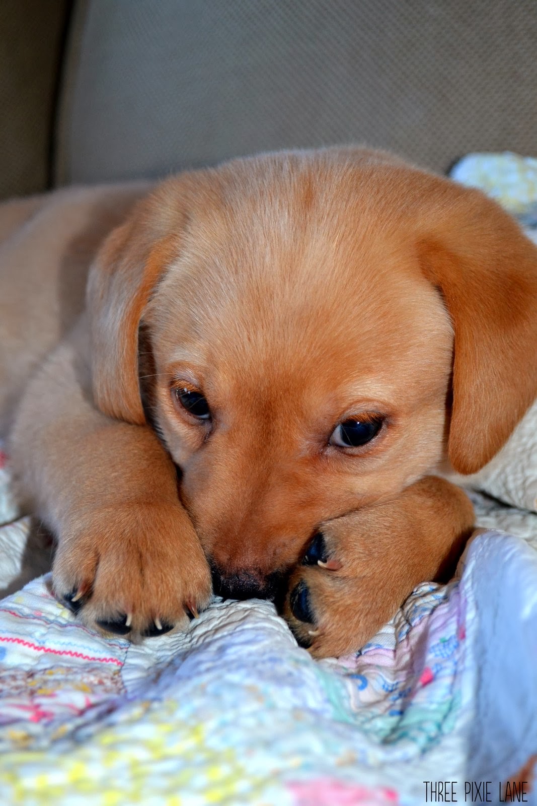 Three Pixie Lane: Favorite Photo Friday- a Dog's Perspective