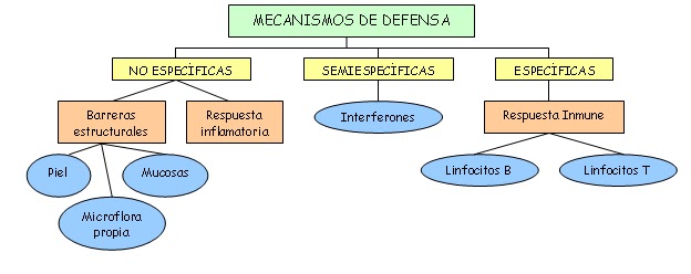 Sistema Inmune: Mecanismos de defensa