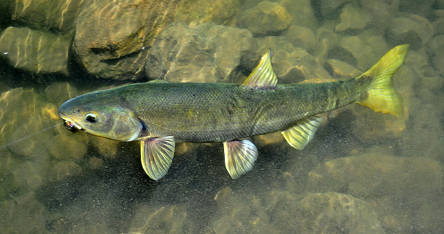 Bay Area Backwaters: The other rough fish..