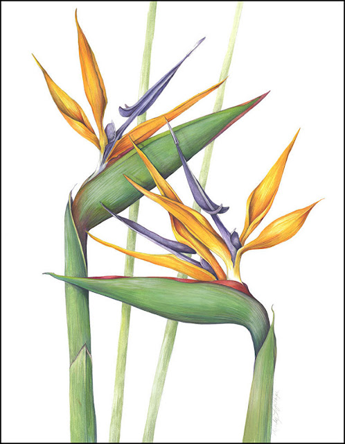 Watercolor Artists International: Botanical Fine Art Painting, "BIRDS ...