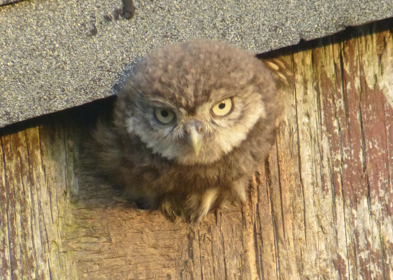 MERSEA WILDLIFE: LITTLE OWLS