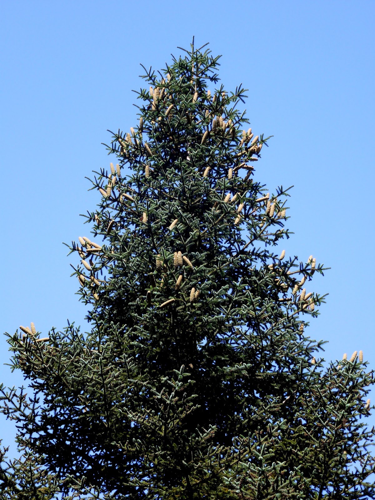 Árboles con alma: Pinsapo. Pinsap. (Abies pinsapo)
