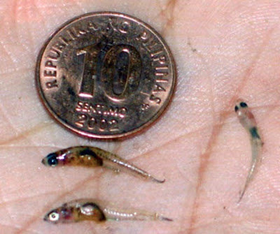 Naturalism - the Eighth Sense: Sinarapan – Smallest Fish
