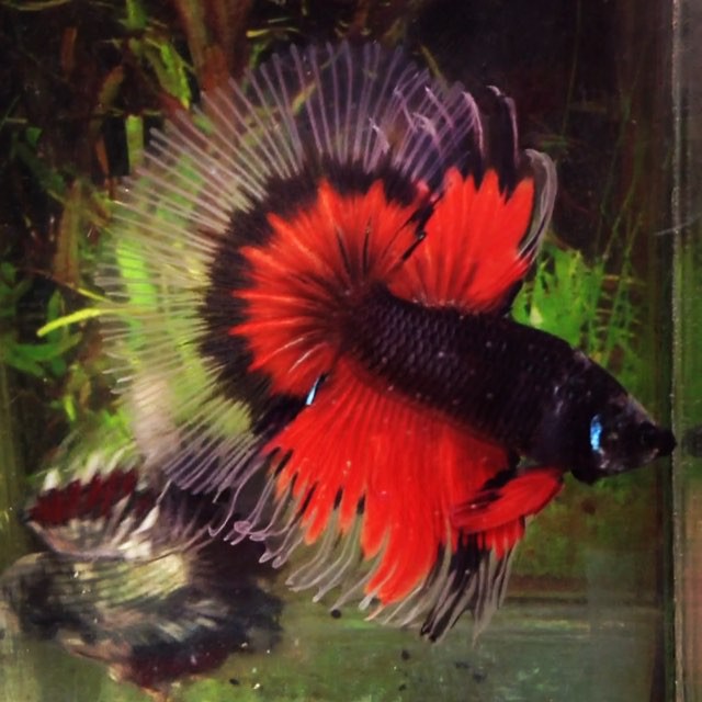 betta santana: Cupang Halfmoon