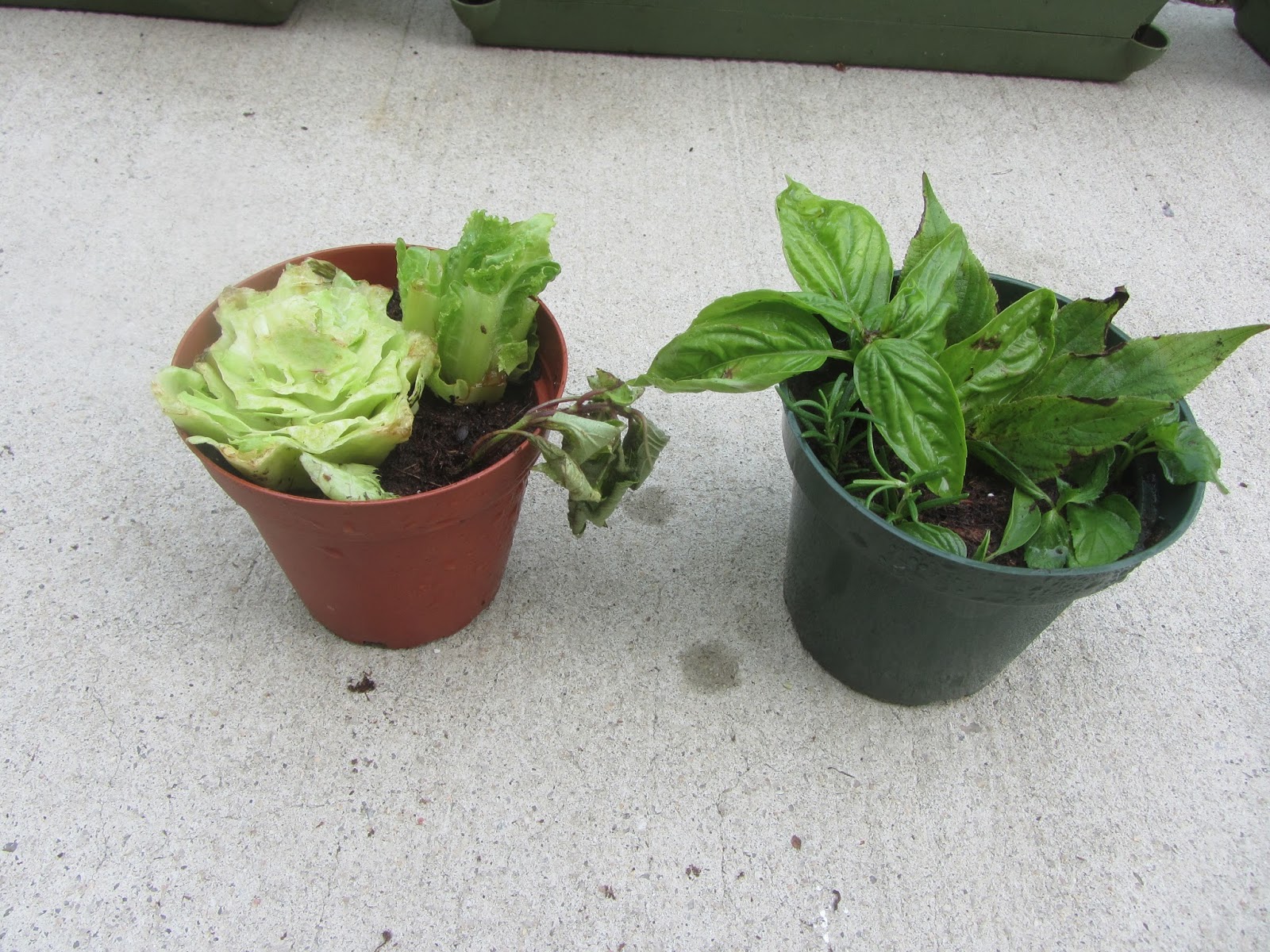 Bobbins of Basil: Rooting cuttings to clone your plants