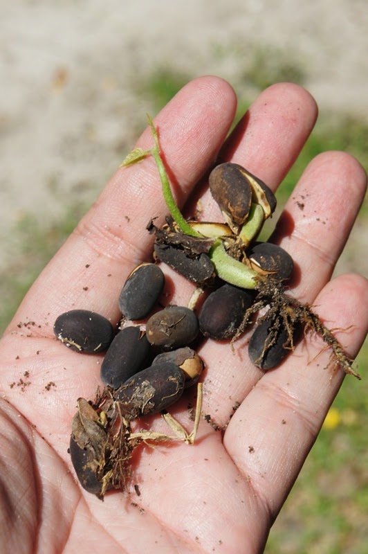OUR PHILIPPINE TREES: The Boholano Banilad