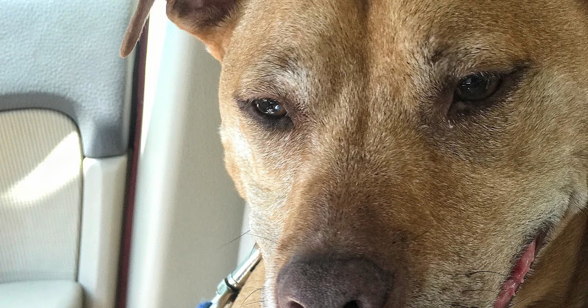 Terrierman's Daily Dose: Orange Dog