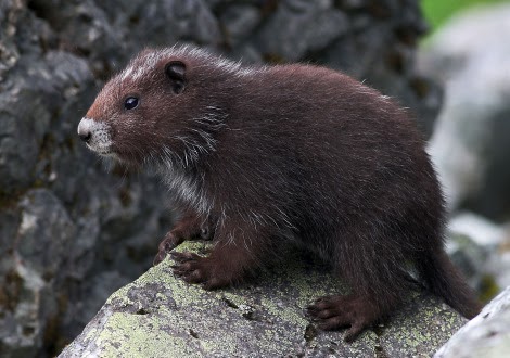 The News For Squirrels: Squirrel Facts: The Endangered Vancouver Island ...