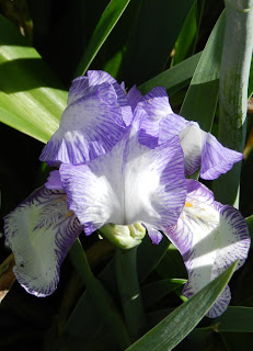 For the Love of Gardening: Iris Mania
