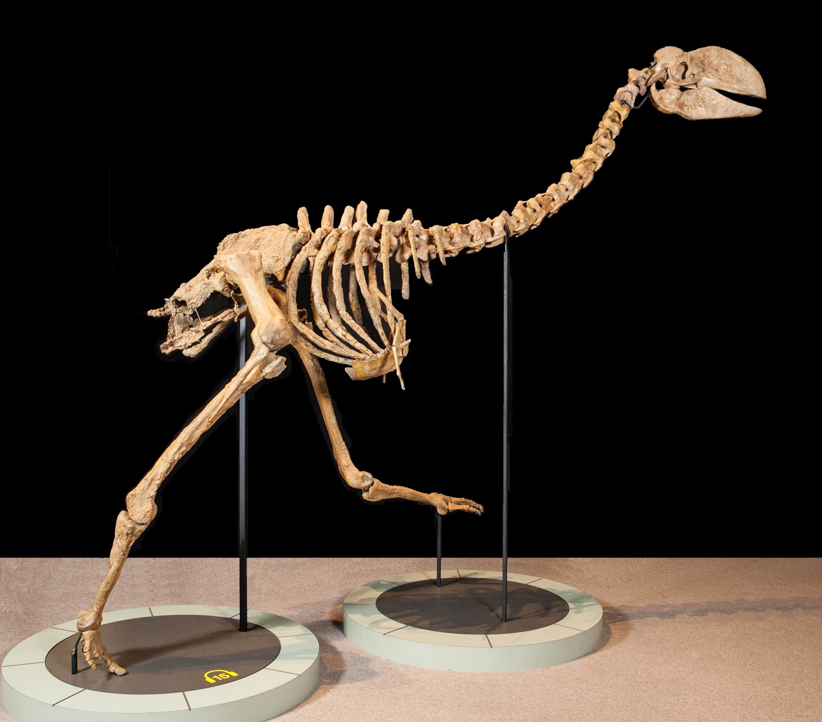 A fragment of Gondwana: December 2013