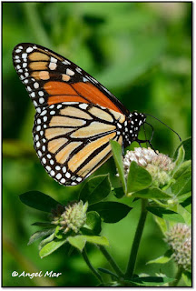 Butterflies and Dragonflies: La Mariposa Monarca - The Monarch ...