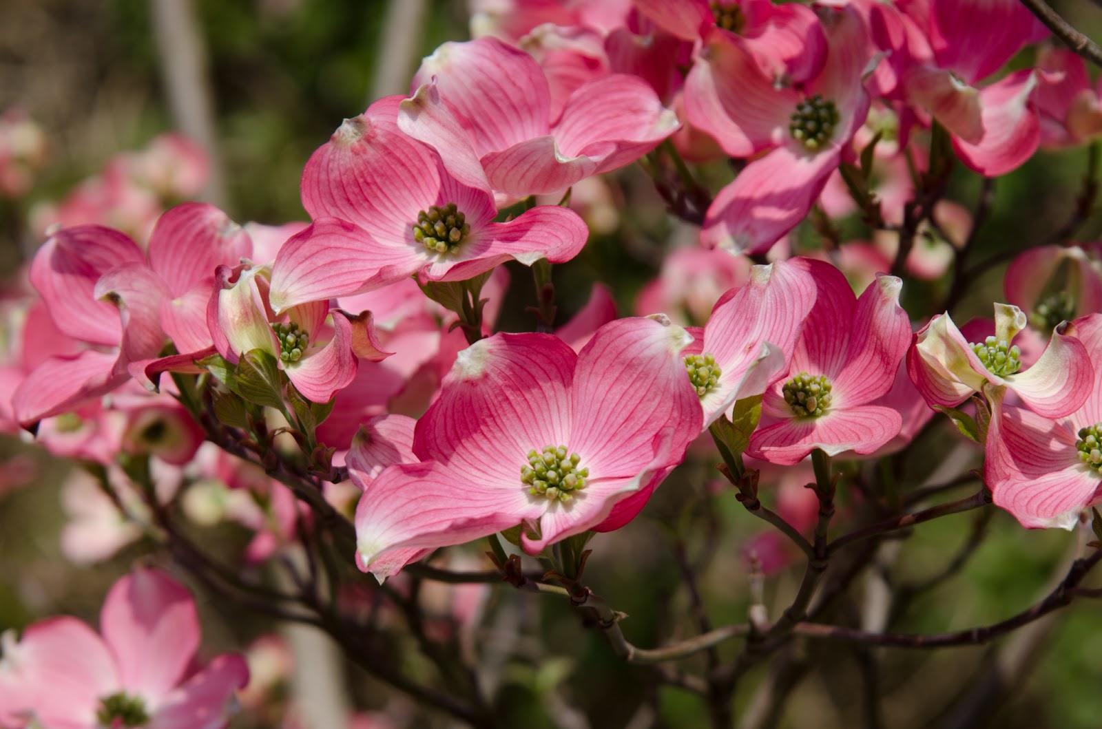 Cornus florida cv. 'Cherokee Chief'