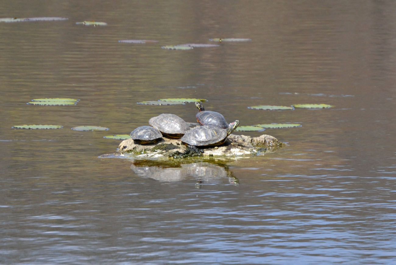 Woods Walks and Wildlife: Catching Up With Spring
