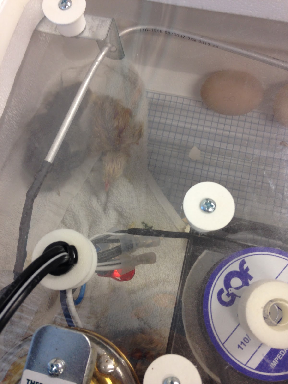 Mrs. Stecker's 2nd Grade Scholars